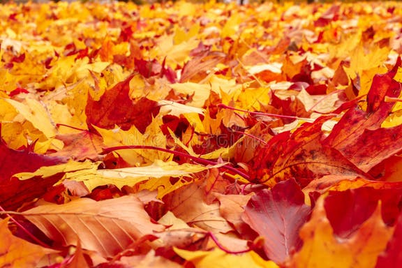 Fall Orange and Red Autumn Leaves on Ground Stock Photo - Image of ...