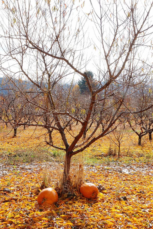 Fall Orchard stock image. Image of golden, seasonal, children - 26093973