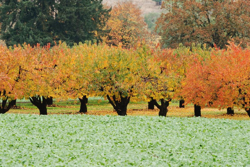 Fall Orchard stock photo. Image of seasonal, autumn, november - 26094104