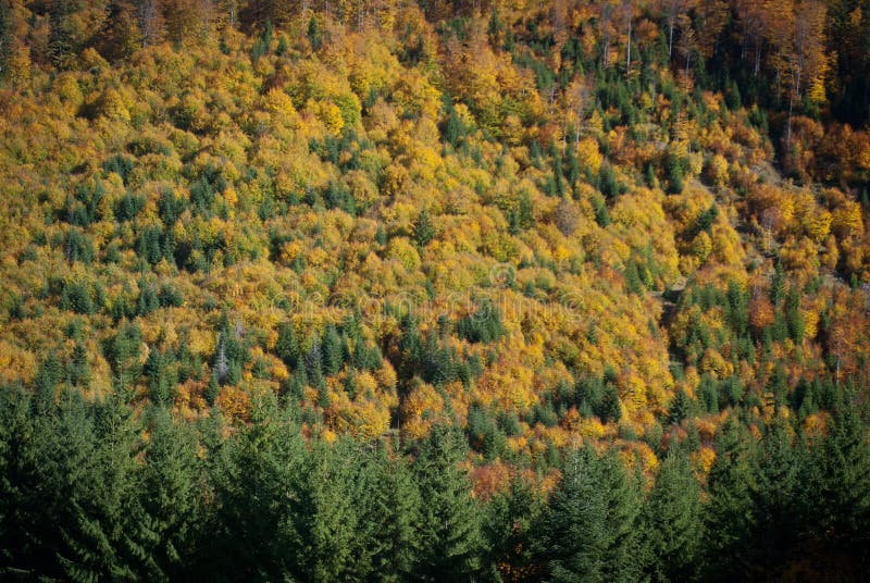 Fall over the hills stock photo. Image of carpathians - 34011752