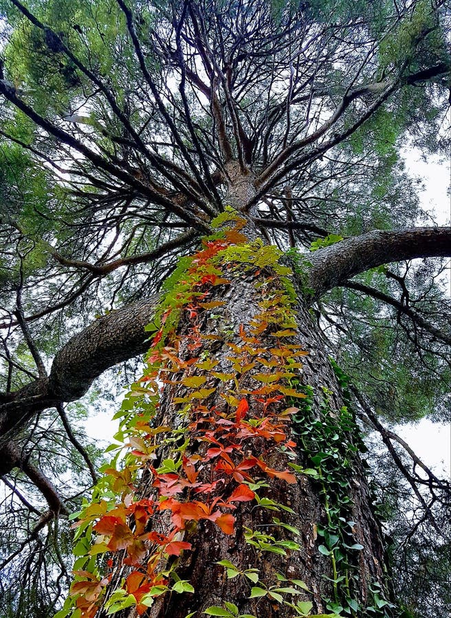 Fall over summer stock photo. Image of tree, invading - 112191414