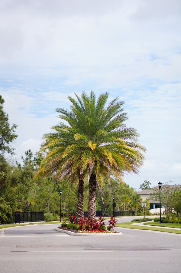 Fall Palm Tree and White Cloud Stock Photo - Image of landscape, beauty ...