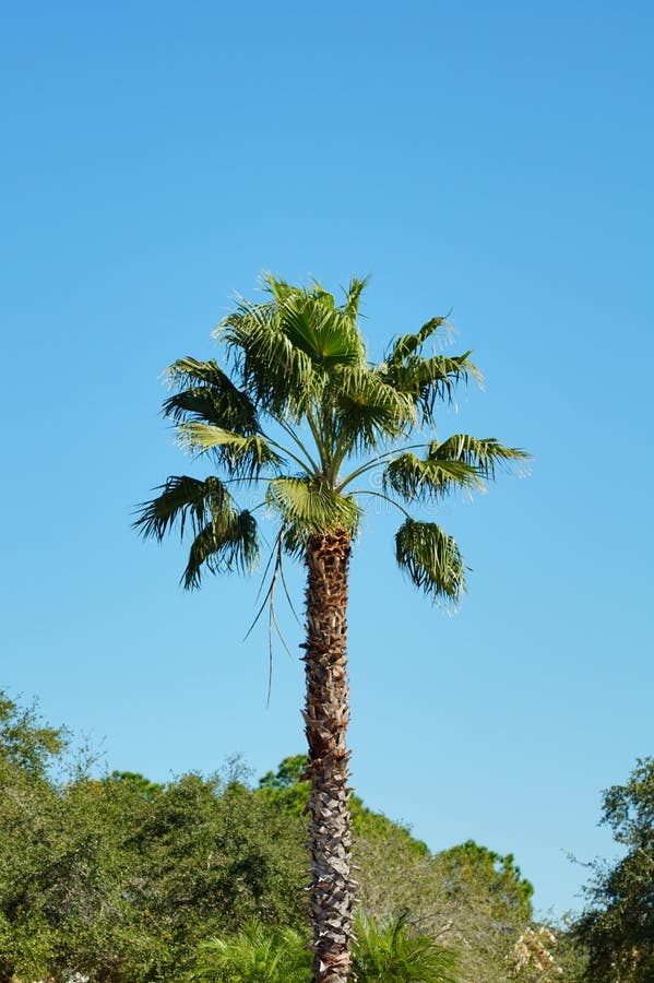 Fall Palm Tree and White Cloud Stock Photo - Image of dusky, geyser ...