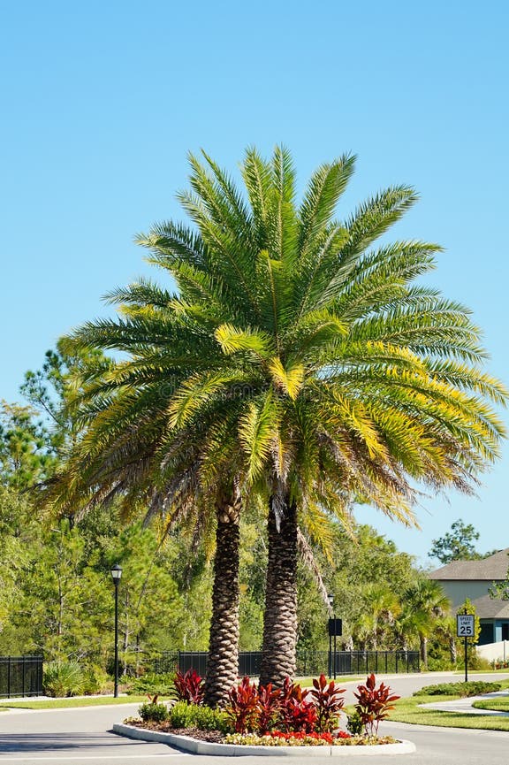Fall Palm Tree and White Cloud Stock Photo - Image of holiday ...