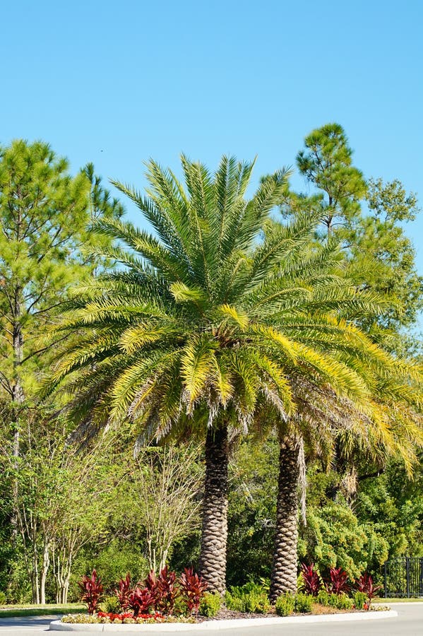 Fall Palm Tree and White Cloud Stock Image - Image of dusky, beauty ...
