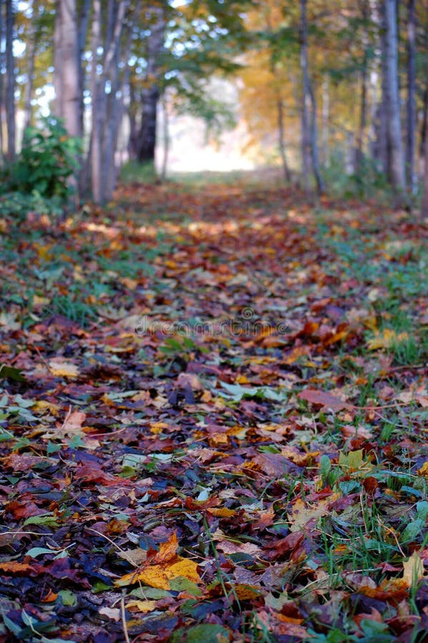 Fall at park stock photo. Image of foliage, brown, orange - 11308366