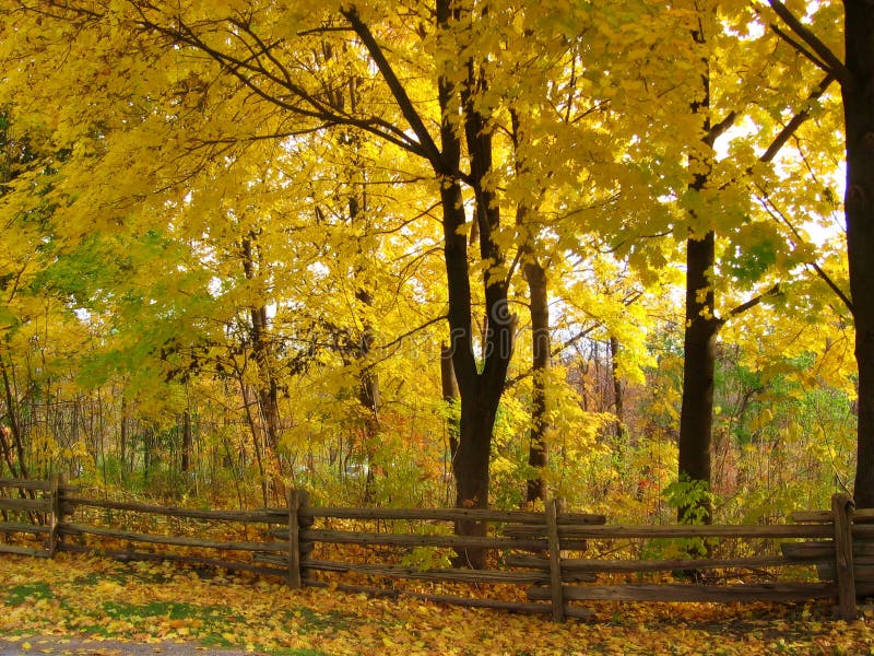 Maple tree stock photo. Image of sunlight, fall, sunlit - 1455762