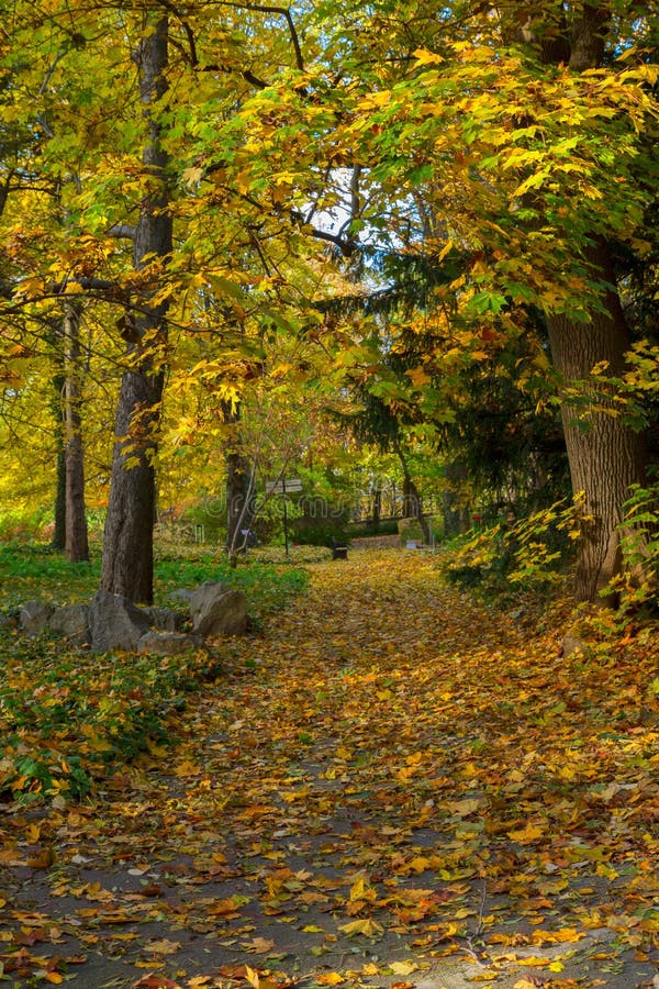 Fall park path stock photo. Image of autumn, colorful - 74806156