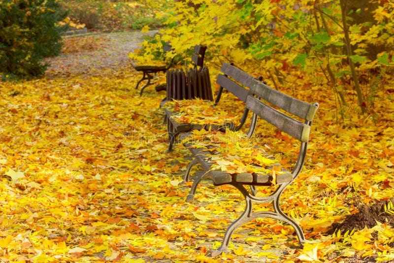 Fall park path stock photo. Image of forest, nature, light - 76567100