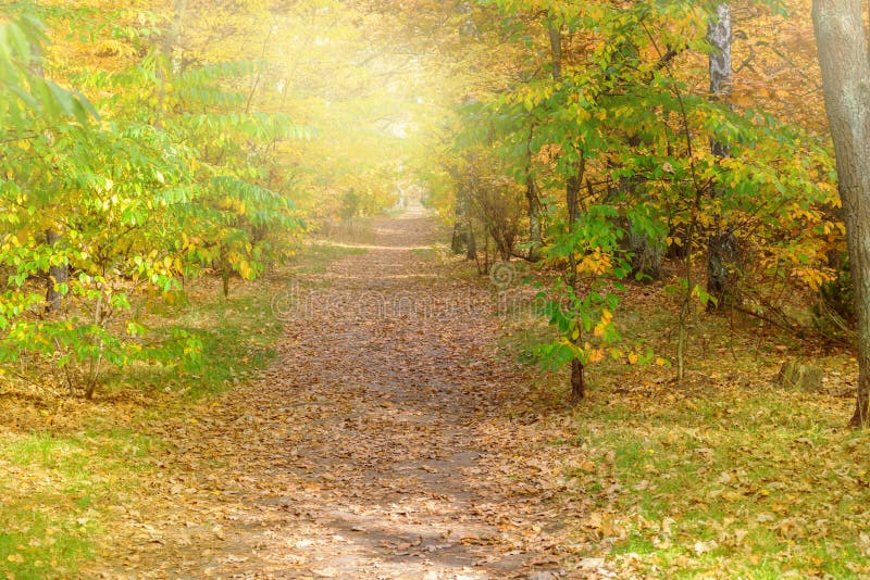 Fall path in forest stock image. Image of nature, maple - 27671073