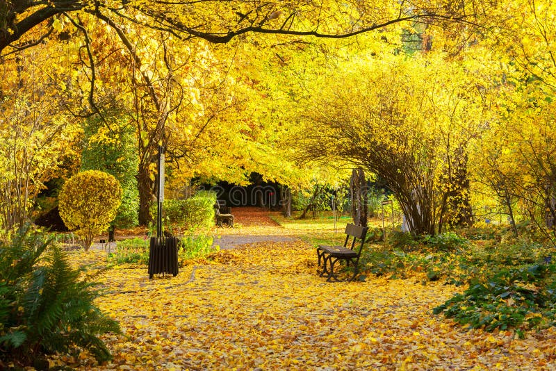 Fall park path stock photo. Image of light, bright, green - 78079622