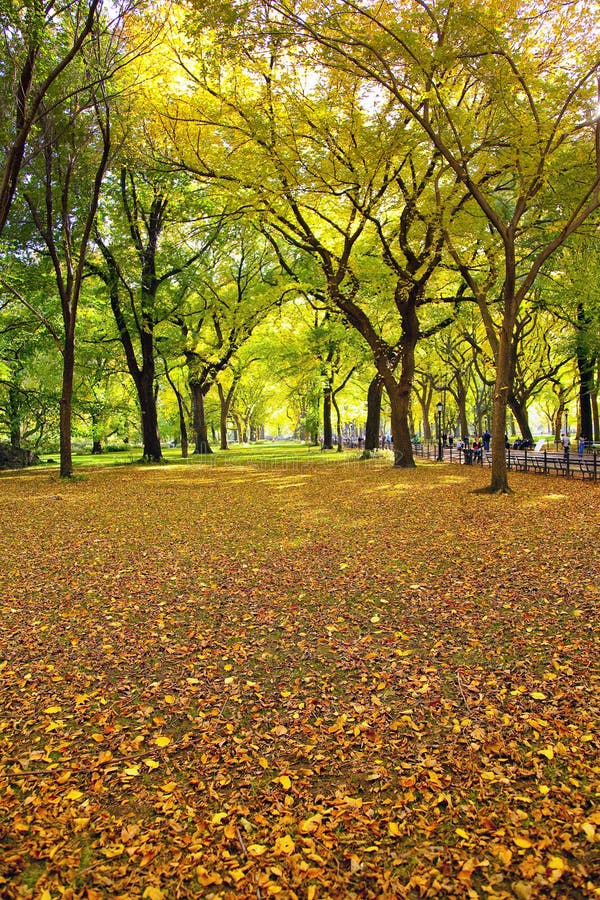 Fall Park Setting with Leaves Editorial Image - Image of design ...