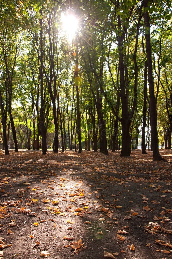 Fall in park stock image. Image of autumn, grove, colorful - 33305069