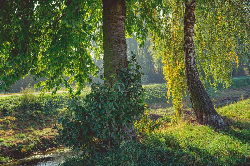 Fall in the Park, Yellow Leaves Falling Off the Tree Stock Photo ...