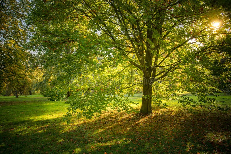 Fall in the Park, Yellow Leaves Falling Off the Tree Stock Photo ...