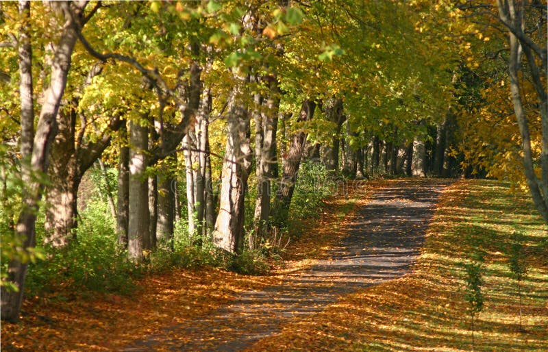 Fall Path stock photo. Image of path, sunlight, sunset - 1444178