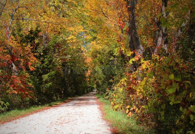 Fall path stock photo. Image of earth, environment, alley - 21762184