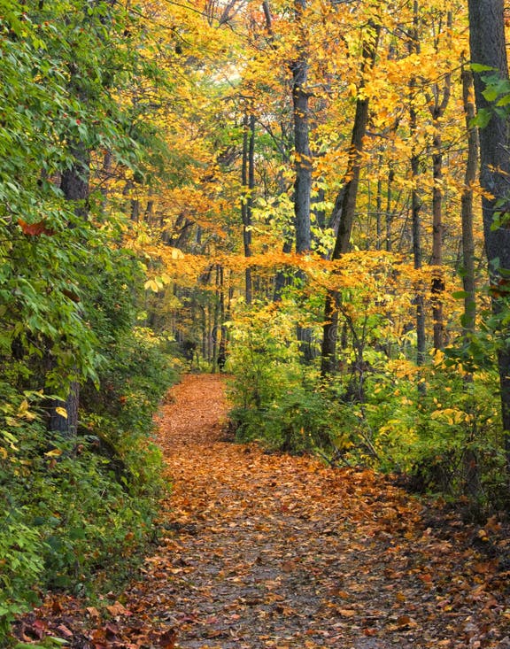 A Fall Path stock image. Image of pathway, foliage, park - 26564781