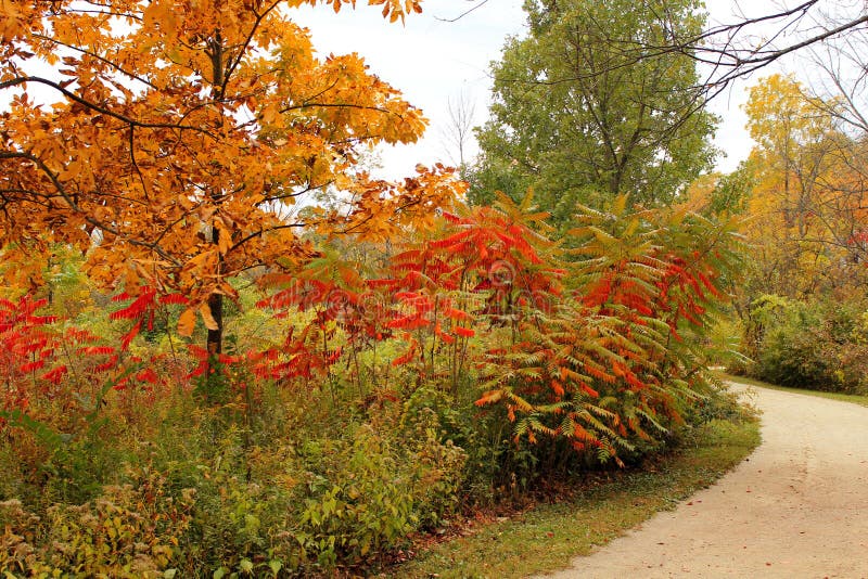 Fall Path stock image. Image of season, autumn, covered - 324309
