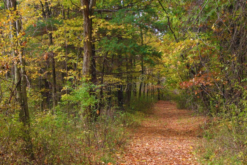 Diverging Paths stock image. Image of junction, pavement - 34283065