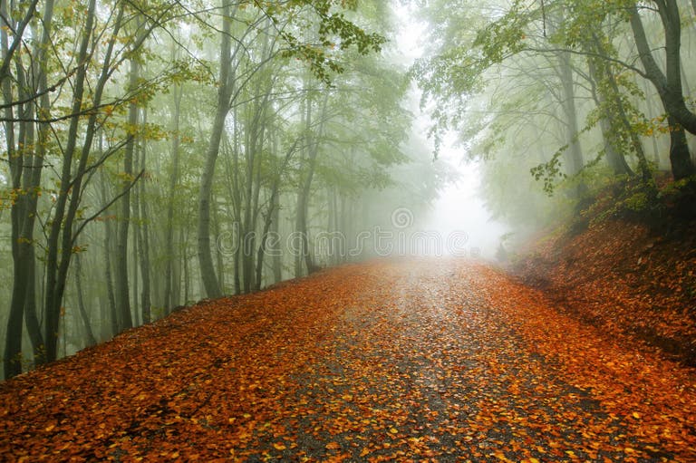 Fall path stock image. Image of hike, forest, colourful - 28069519