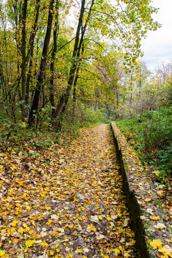 Fall path stock photo. Image of woods, leaves, bright - 45760528