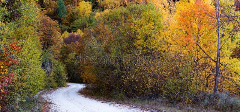 Fall path stock image. Image of bark, eerie, evergreen - 91051727