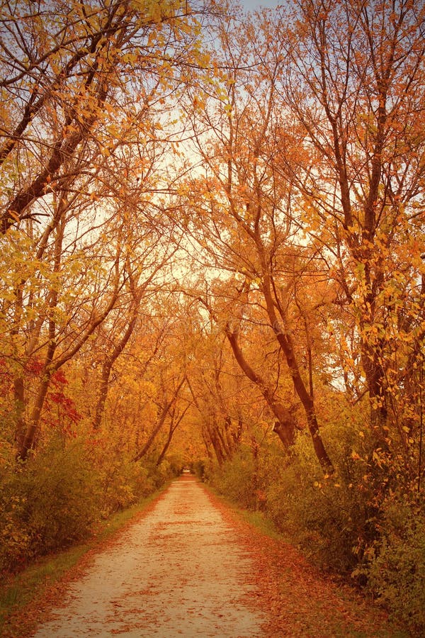 Fall path in forest stock image. Image of nature, maple - 27671073