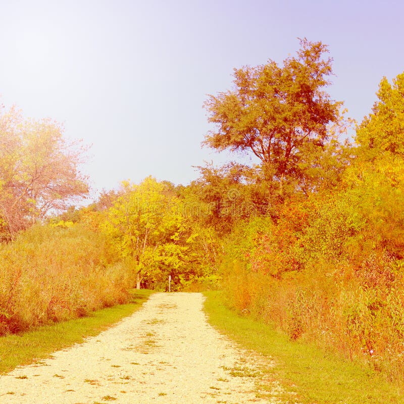 Fall path in the forest stock image. Image of beautiful - 34111371