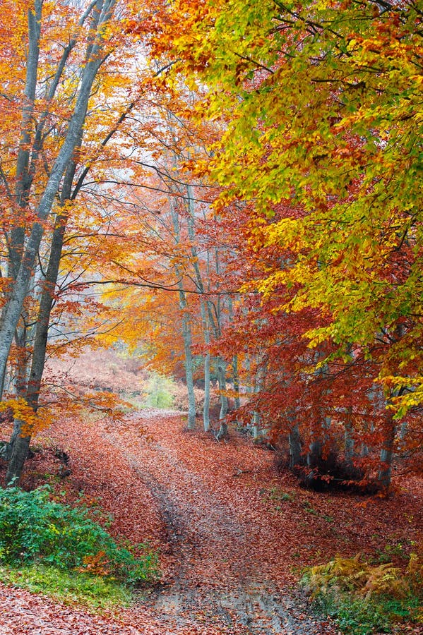 Fall path in the forest stock photo. Image of alley, foliage - 91125078