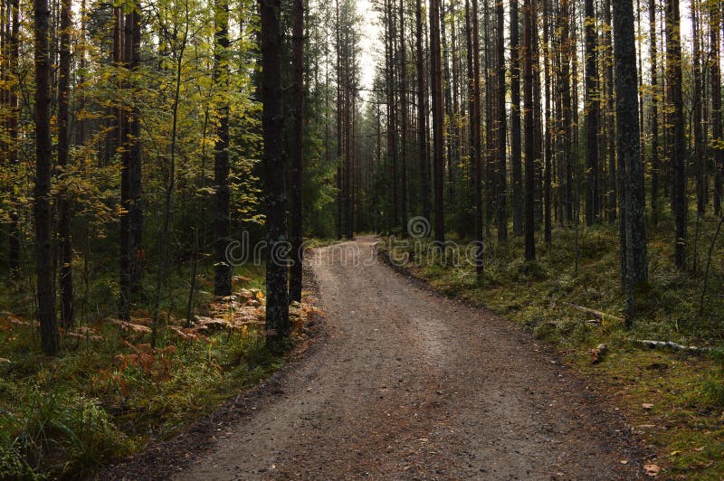 Fall Path in the Nature Park Stock Image - Image of beautiful, spring ...