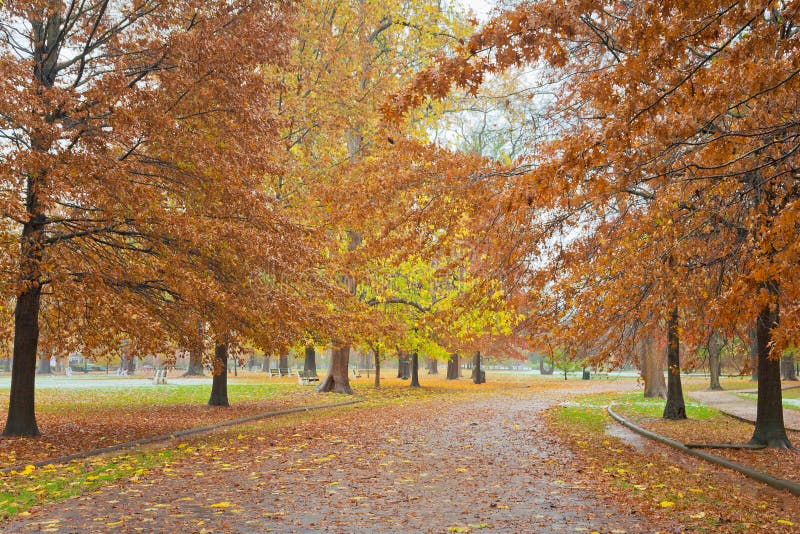 Fall trees late morning stock photo. Image of trees, colorful - 14552202