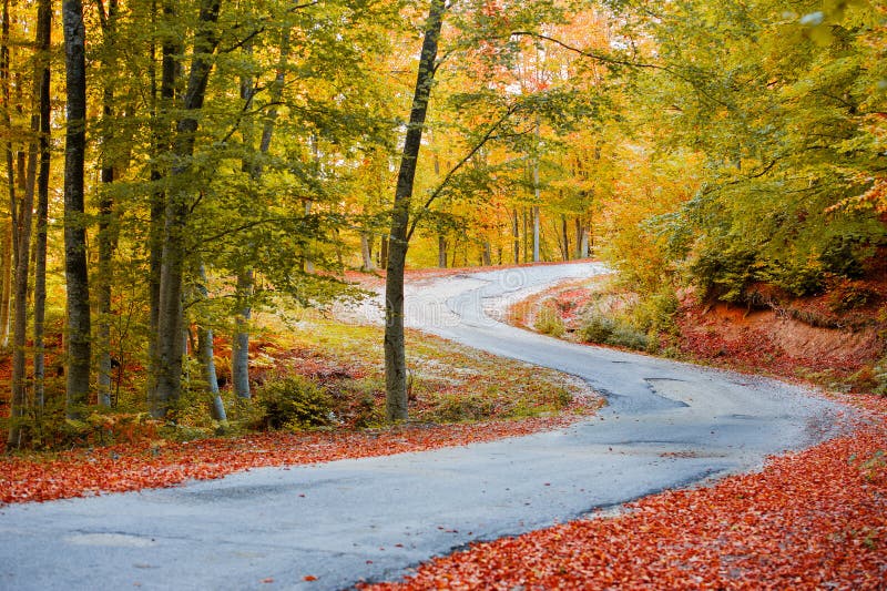 Wet Blacktop Two Lane Highway Curves through Fall Trees Autumn Stock ...