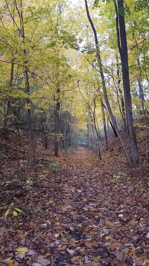 Fall path in woods stock photo. Image of yellow, path - 169443392