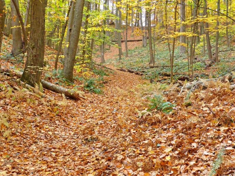 Path through woods in fall stock image. Image of hike - 3528921