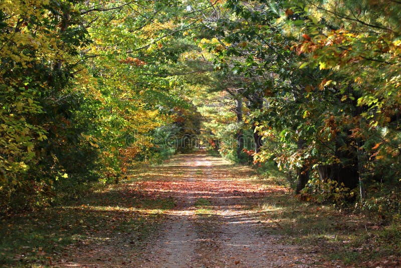 Fall Pathway with Colorfull Leaves and Trees Stock Image - Image of ...