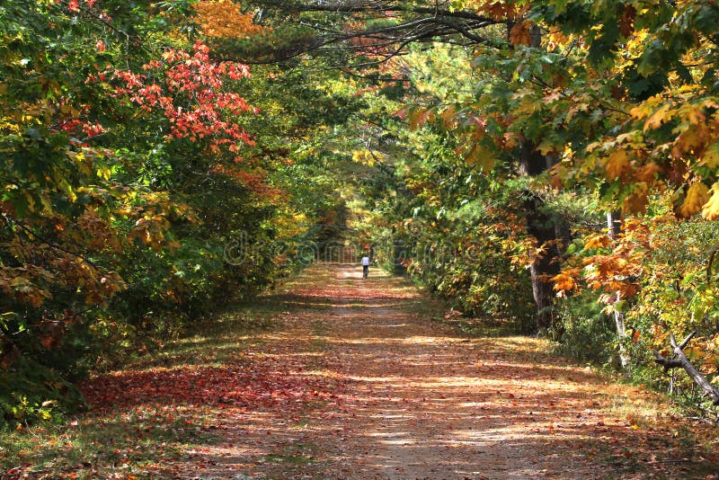 Fall Pathway with Colorfull Leaves and Trees Stock Image - Image of ...