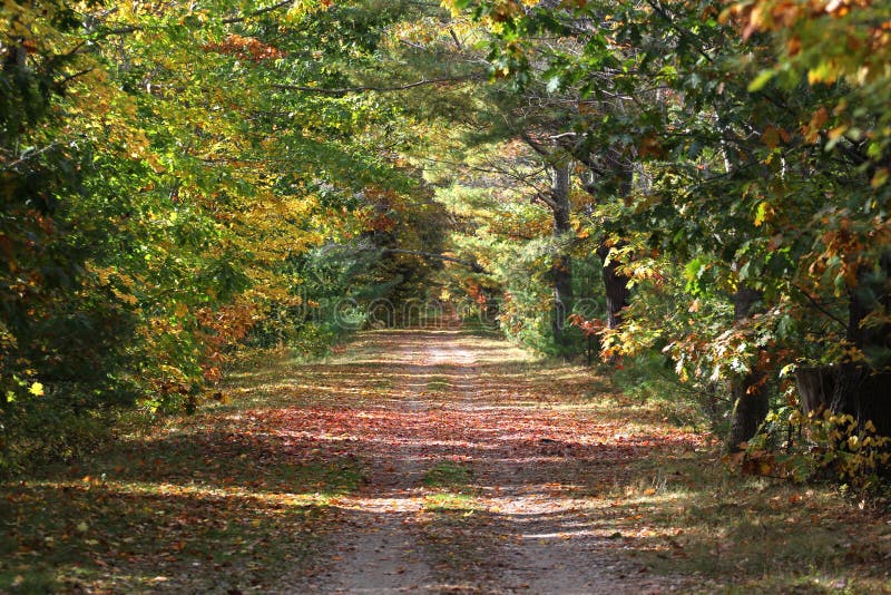 Fall Pathway with Colorfull Leaves and Trees Stock Image - Image of ...