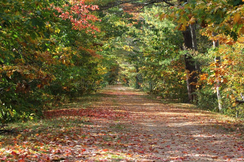 Fall Pathway with Leaves and Shadows Stock Image - Image of forest ...