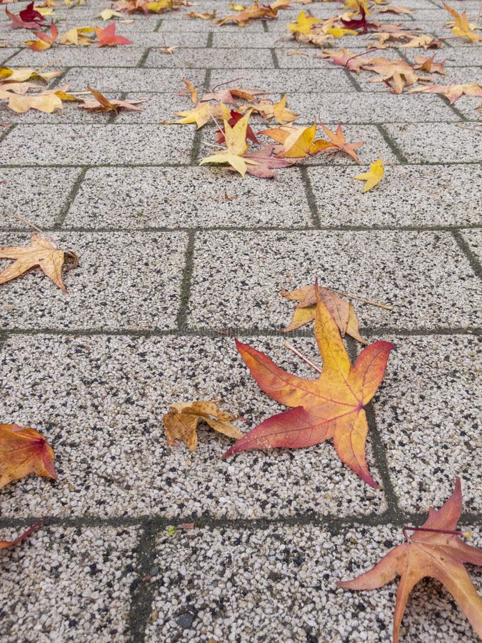 Fall pavement stock image. Image of leavesn, autumn, grey - 62112451