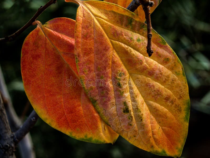 Fall Persimmon Leaves on the Branch Stock Photo - Image of exotic, leaf ...