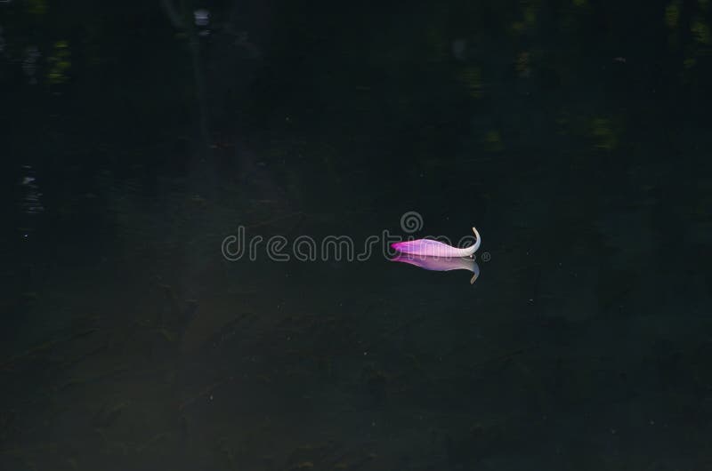 A fall petal of lotus stock photo. Image of lake, city - 104158220