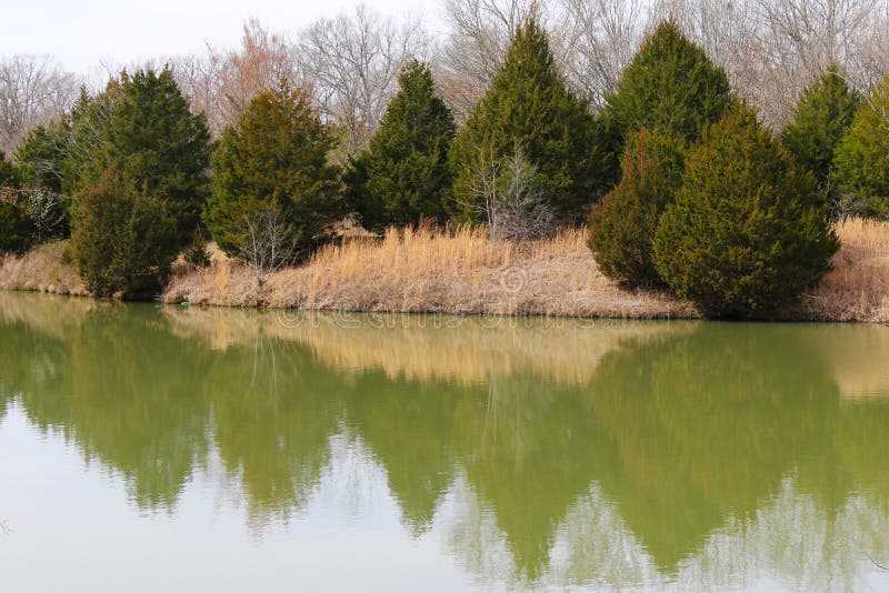 Fall Pine Trees Reflection Calm Lake Scene Stock Image - Image of flow ...