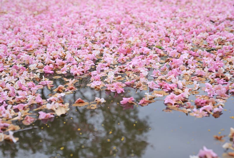 Fall Pink Flower Fully in the Pond Surface Stock Image - Image of ...