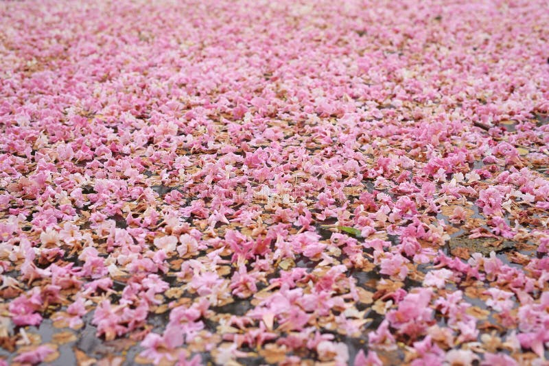 Fall Pink Flower Fully in the Pond Surface Stock Photo - Image of ...