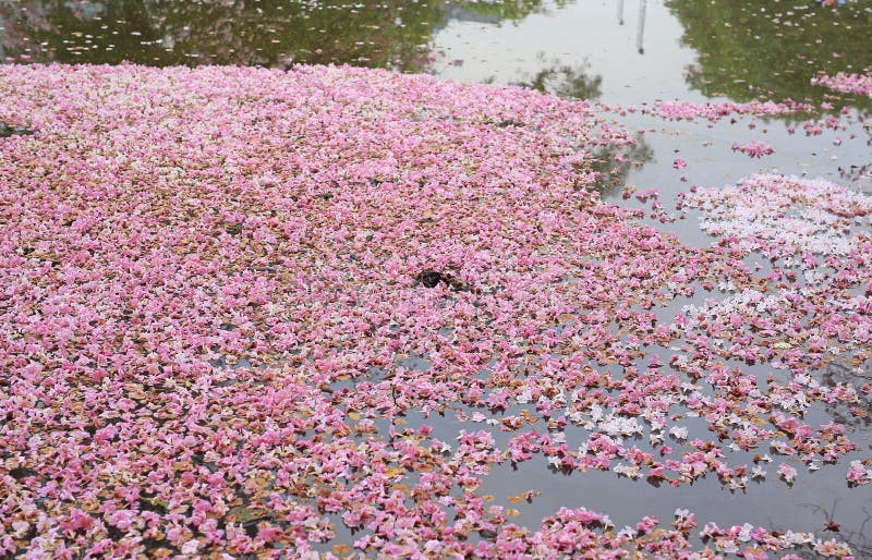 Fall Pink Flower Fully in the Pond Surface Stock Image - Image of ...