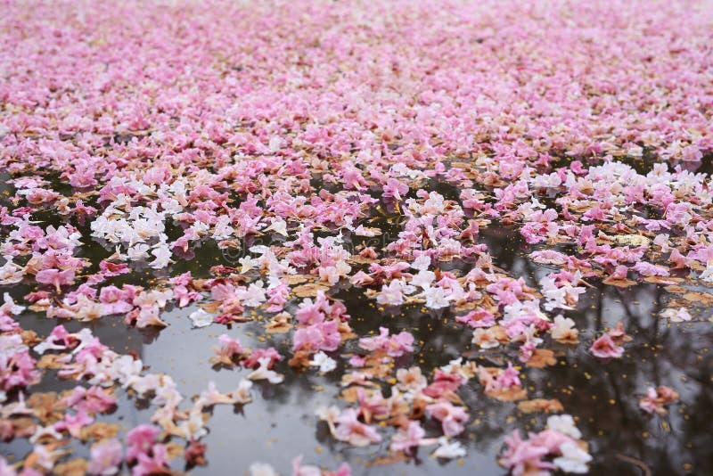 Fall Pink Flower Fully in the Pond Surface Stock Image - Image of ...