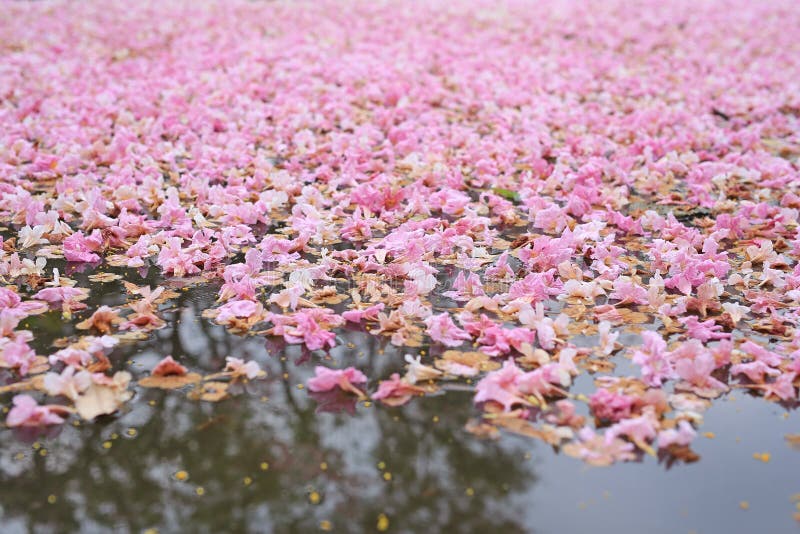 Fall Pink Flower Fully in the Water Surface Outdoor Stock Photo - Image ...