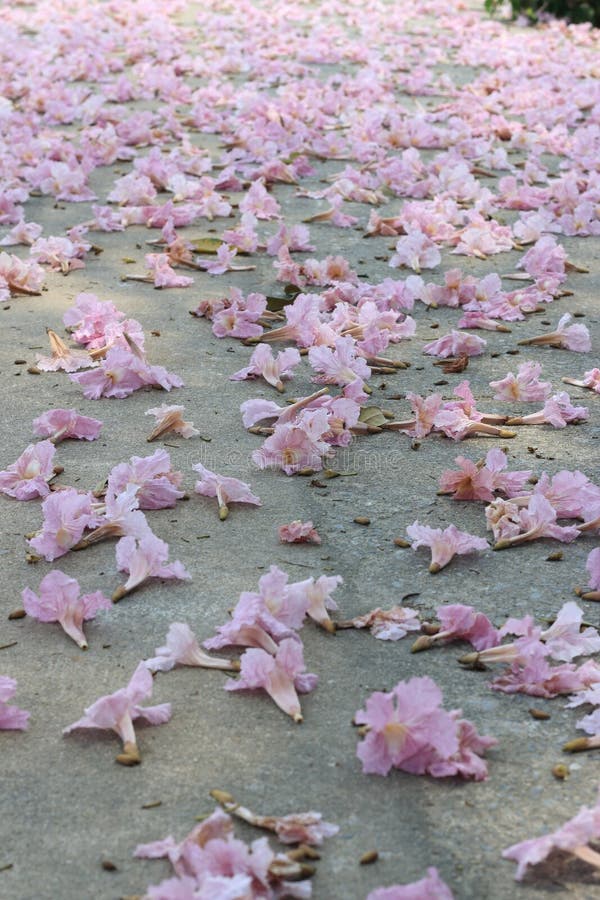 Fall. stock photo. Image of footpath, dropped, pink, flower - 51486006