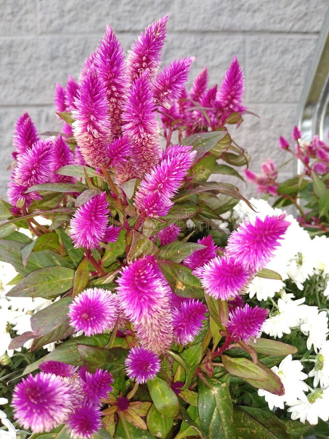 Fall Pink Flowers stock image. Image of pink, flowers - 129609243